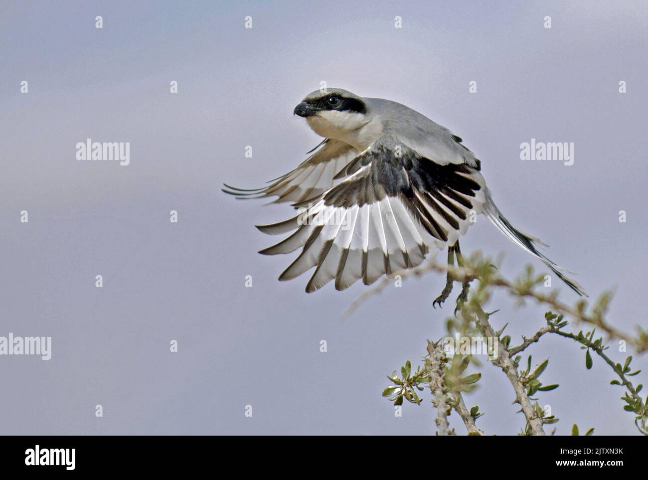 Great Grey Shrike, Northern Grey Shrike, or Northern Shrike (Lanius ...