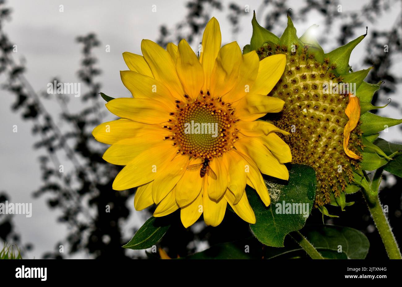 sunflower with bee Stock Photo - Alamy