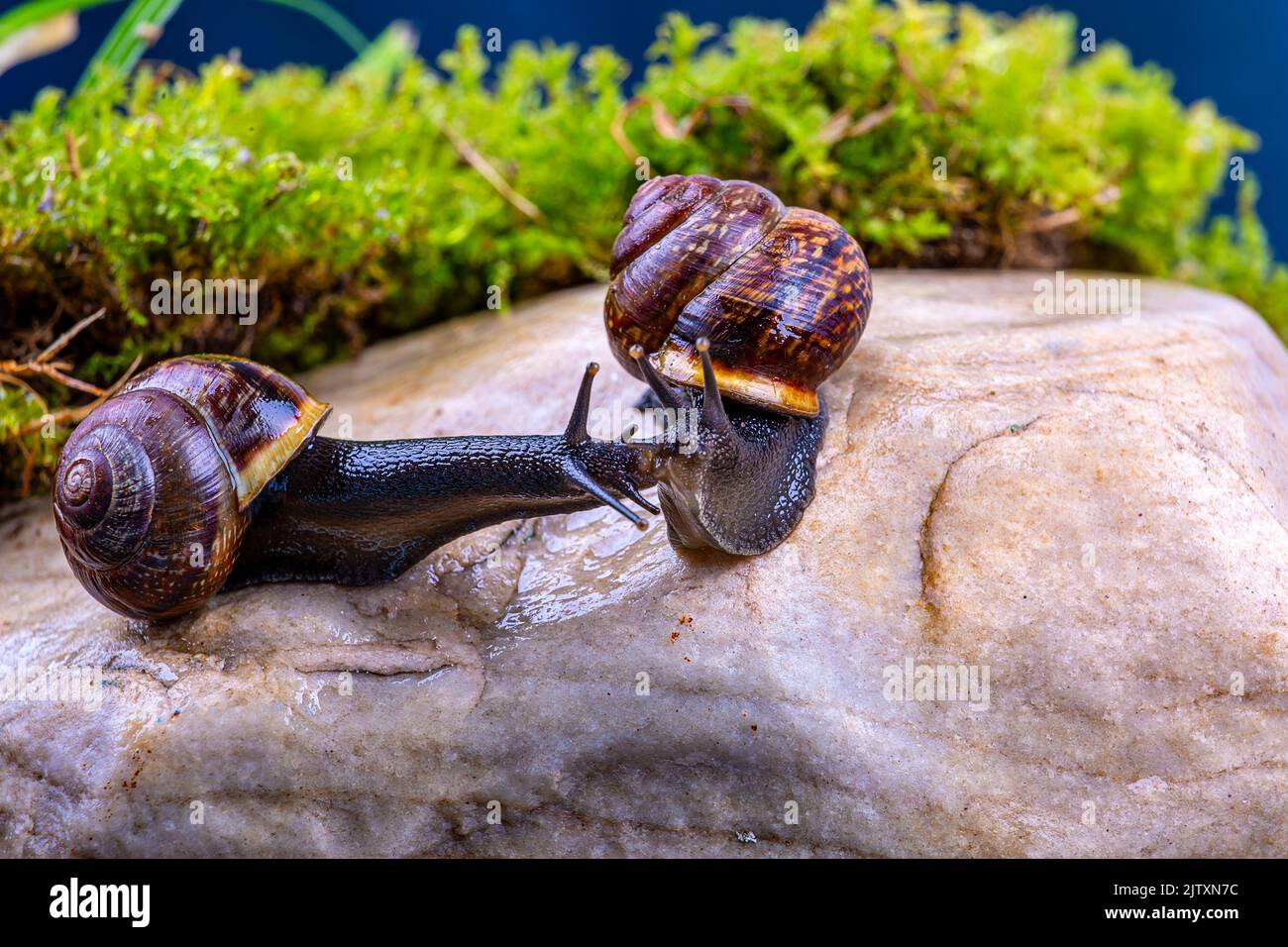 Snails kissing hi-res stock photography and images - Alamy