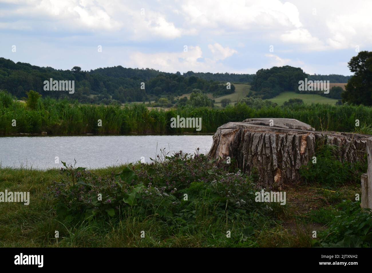 Tree stump in front of a pond, Bohemia Stock Photo - Alamy