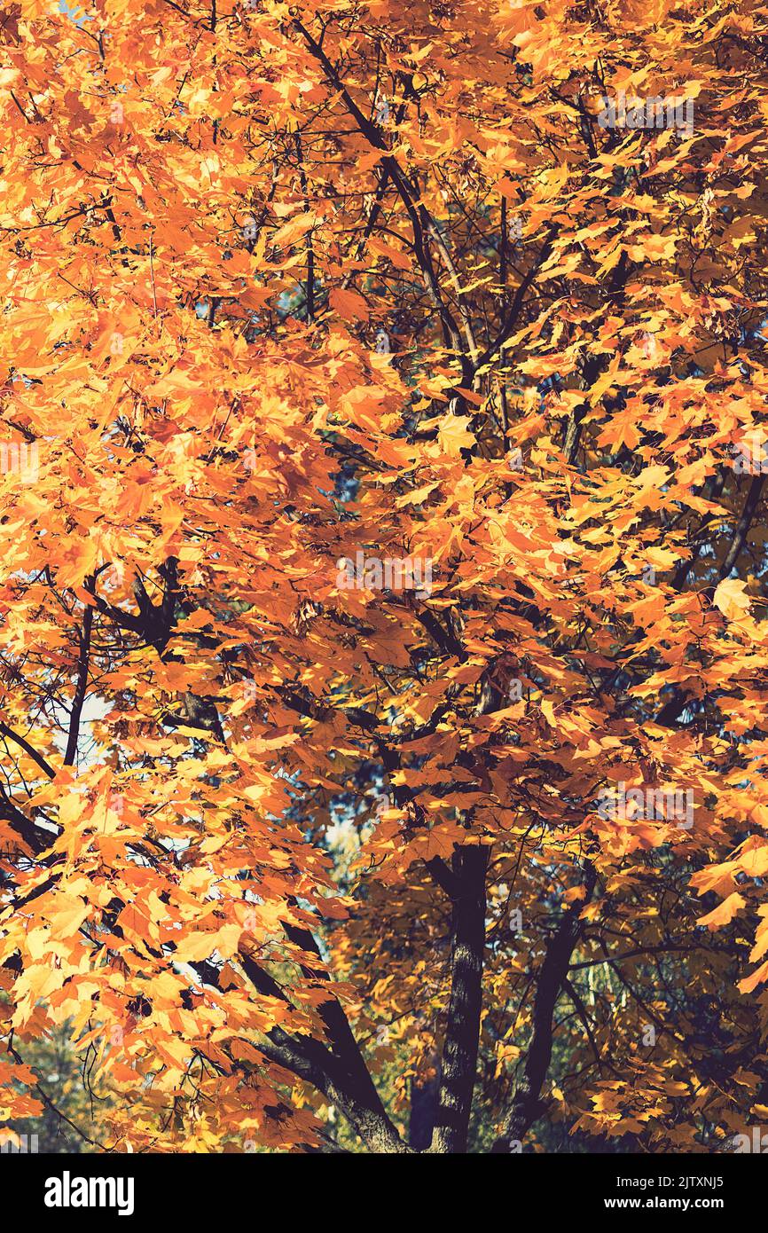 Collection of Beautiful Colorful Autumn Leaves, green, yellow, orange ...