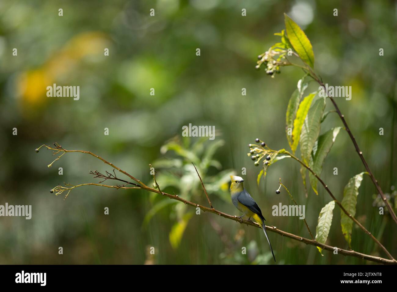 A long tailed silky flycatcher perched in green vegetation , Costa Rica ...
