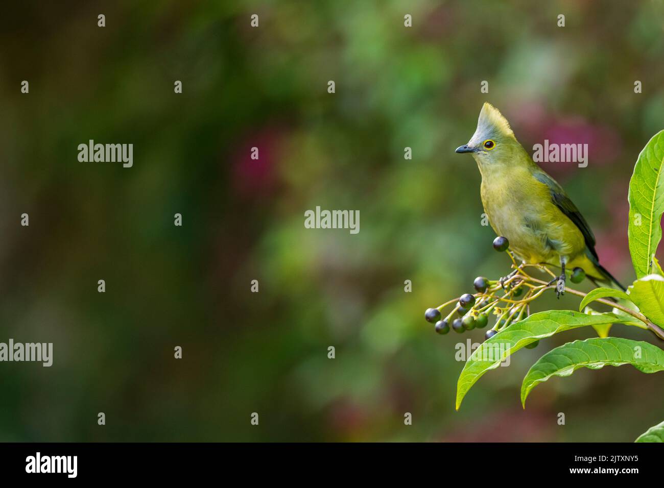 A long tailed silky flycatcher perched in green vegetation , Costa Rica ...