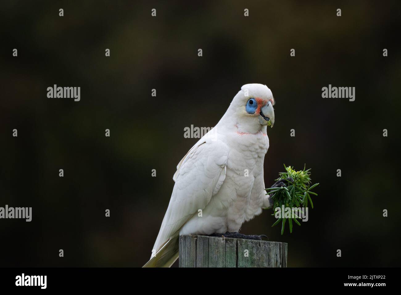 A funny corella (Licmetis) on a bar fence with a plant leave on its ...