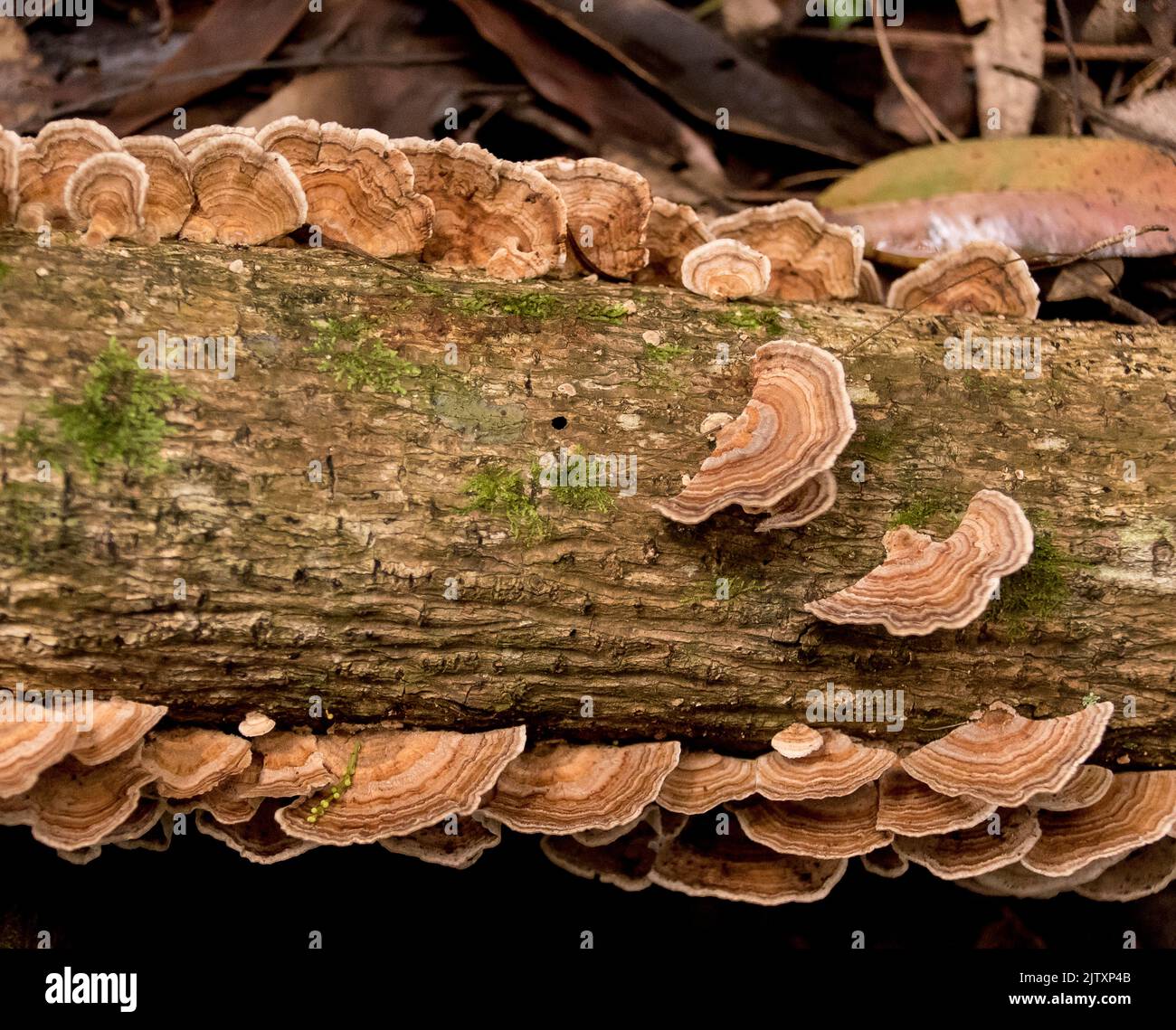 Dead log with many bracket fungi, False Turkey Tail (trametes modesta ...