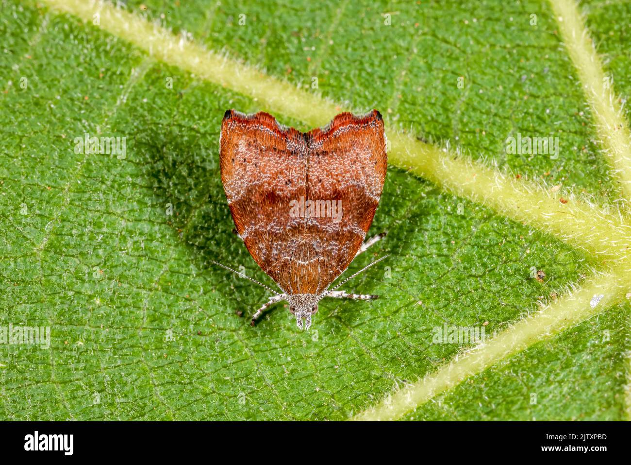 Fig tree skeletonizer hi-res stock photography and images - Alamy