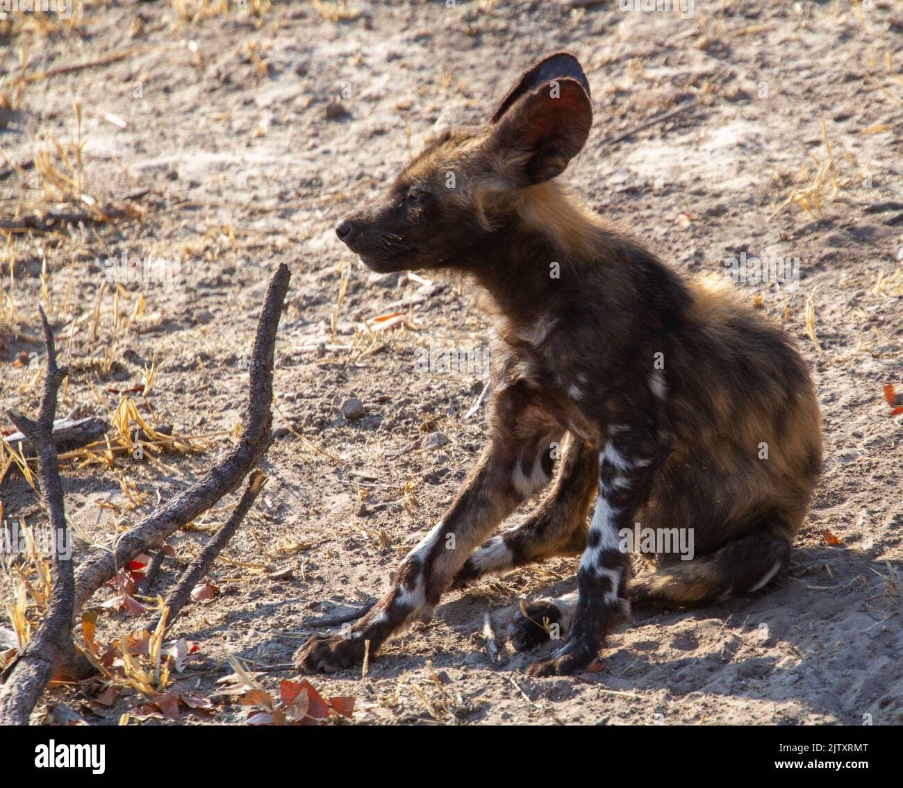African wild dog pup isolated in the Botswana wilderness Stock Photo ...