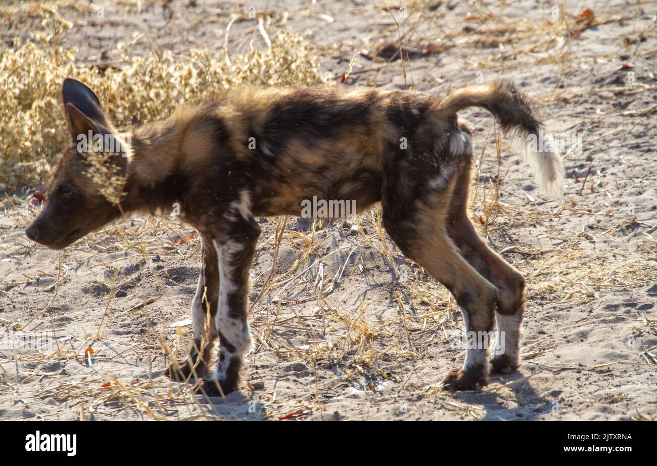 African wild dog pup isolated in the Botswana wilderness Stock Photo ...