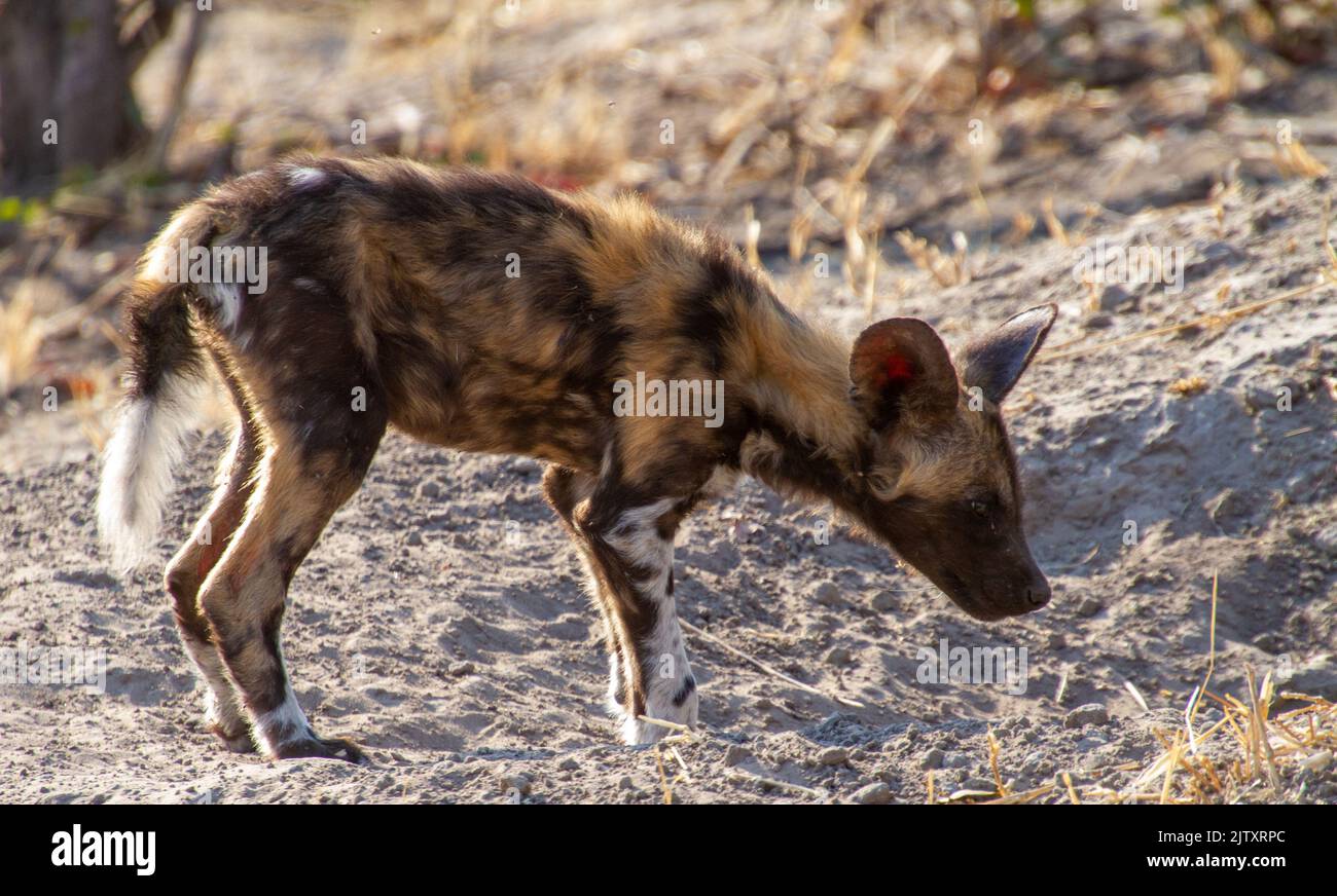 African wild dog pup isolated in the Botswana wilderness Stock Photo ...