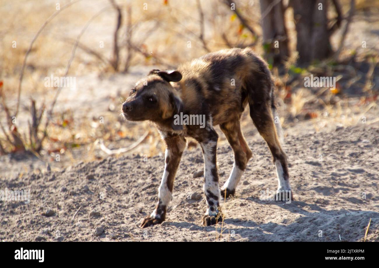 African wild dog pup isolated in the Botswana wilderness Stock Photo ...