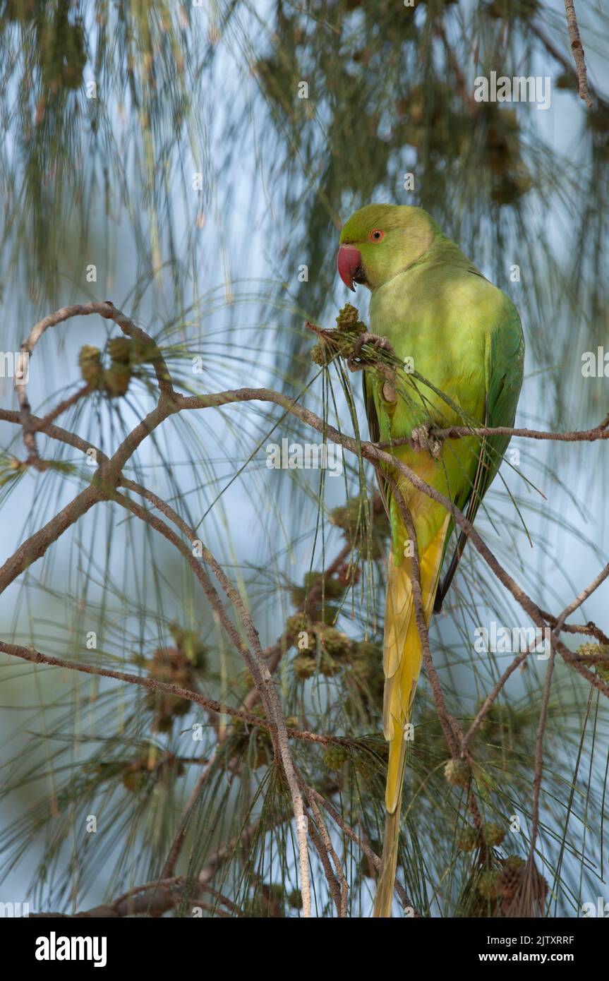 Female rose-ringed parakeet Psittacula krameri eating seeds of coastal ...