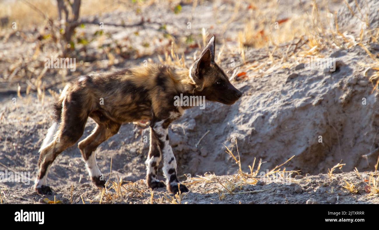 African wild dog pup isolated in the Botswana wilderness Stock Photo ...