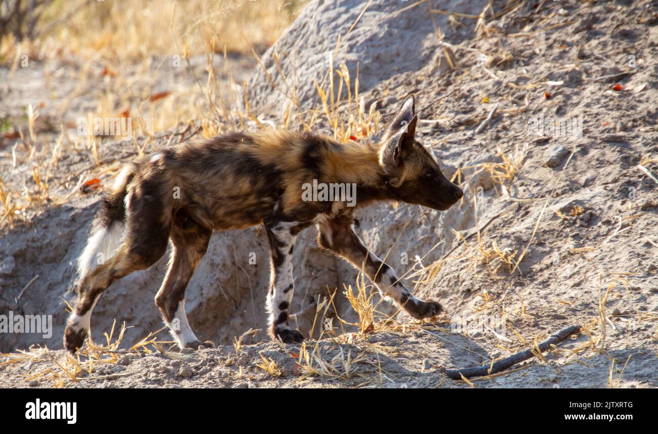 African wild dog pup isolated in the Botswana wilderness Stock Photo ...