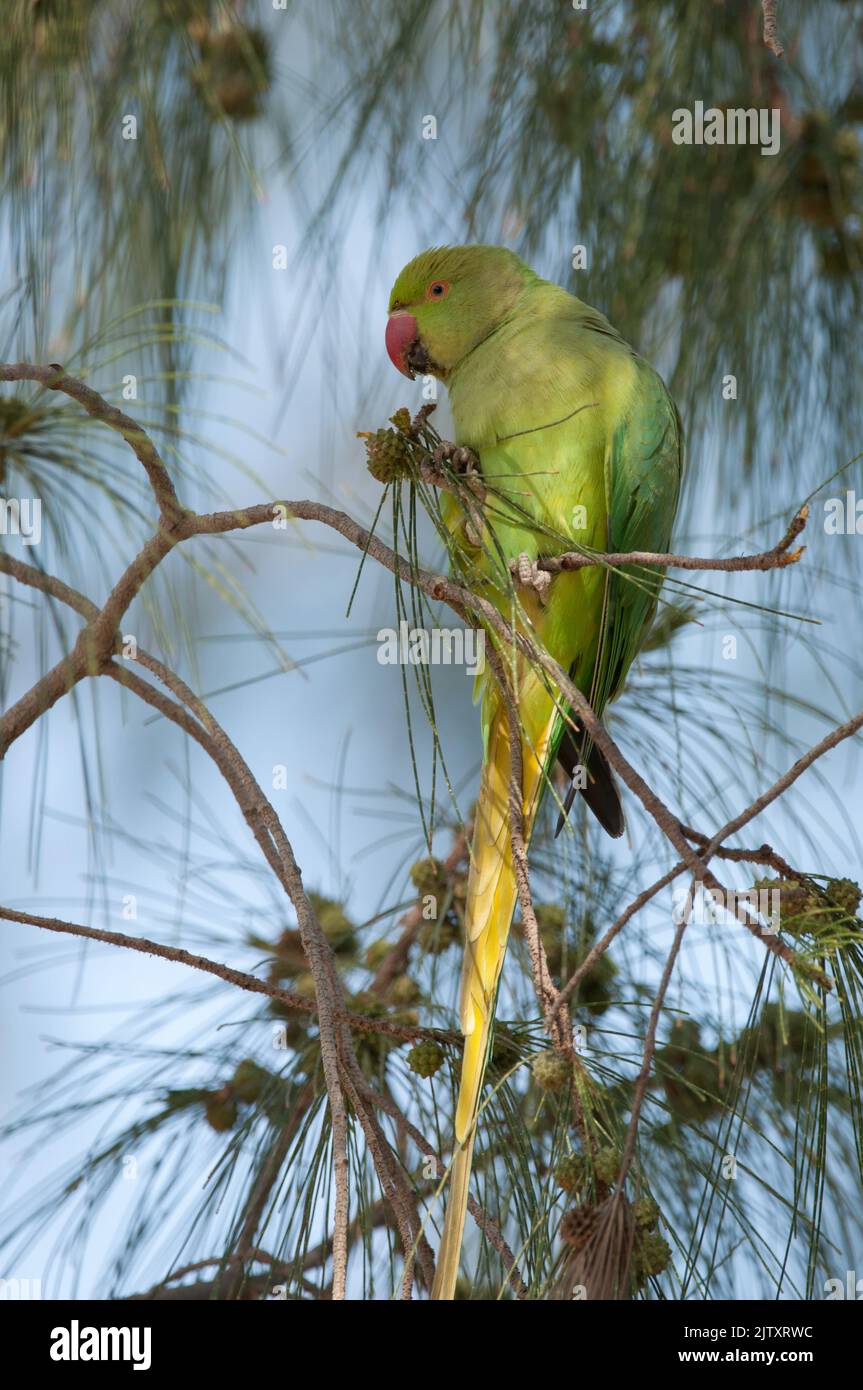 Female rose-ringed parakeet Psittacula krameri eating seeds of coastal ...