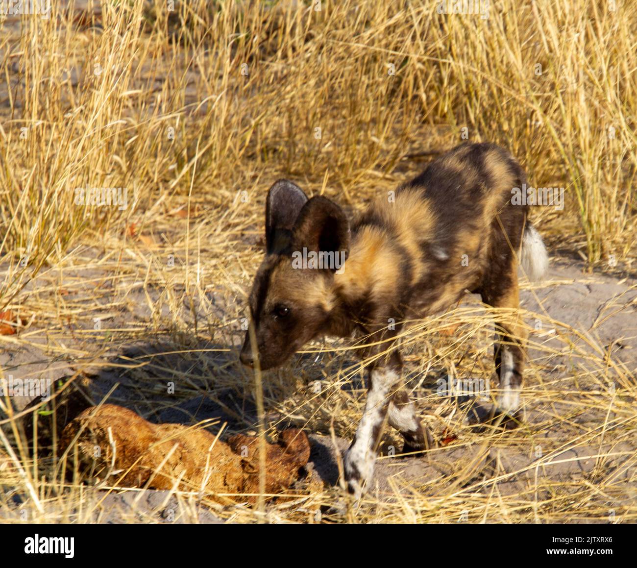 African wild dog pup isolated in the Botswana wilderness Stock Photo ...