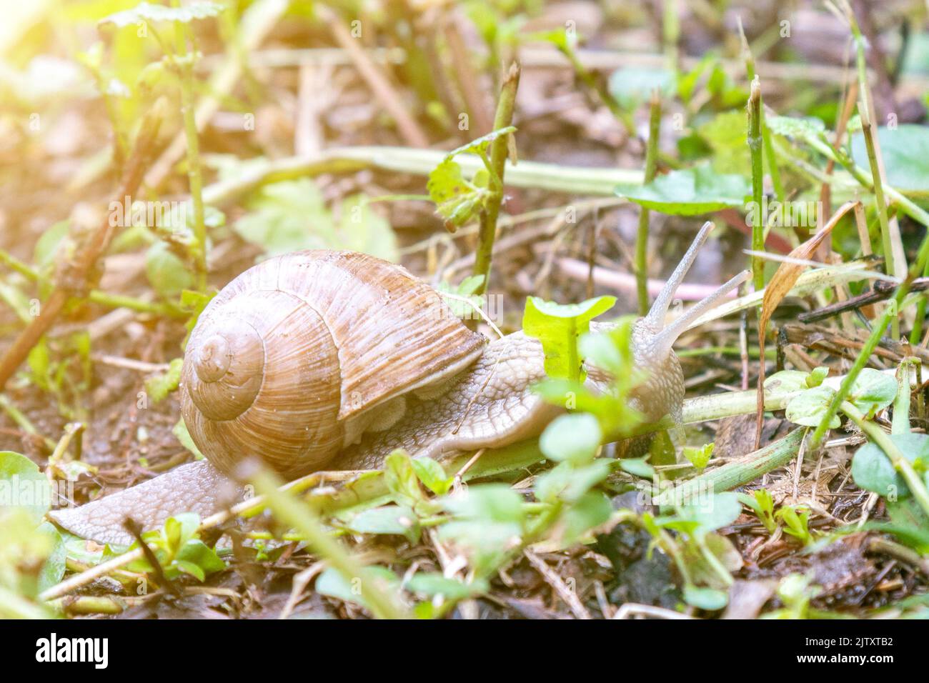 Big snail in shell crawling on road, summer day in garden. Big snail on ...