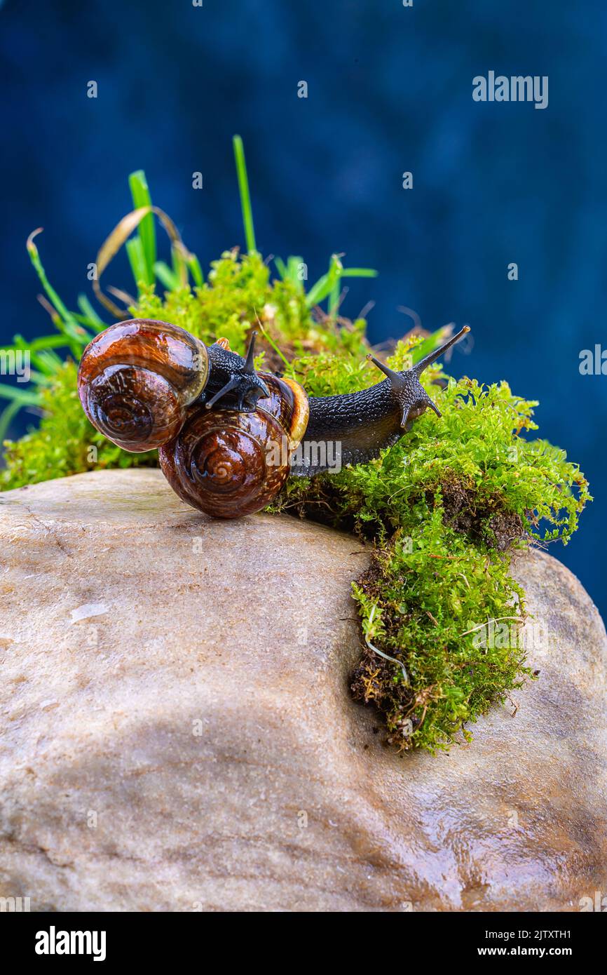 Grape snails on a stone, close-up Stock Photo - Alamy