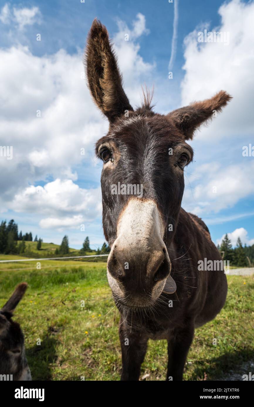 A beautiful shot of a donkey staring at the camera Stock Photo - Alamy