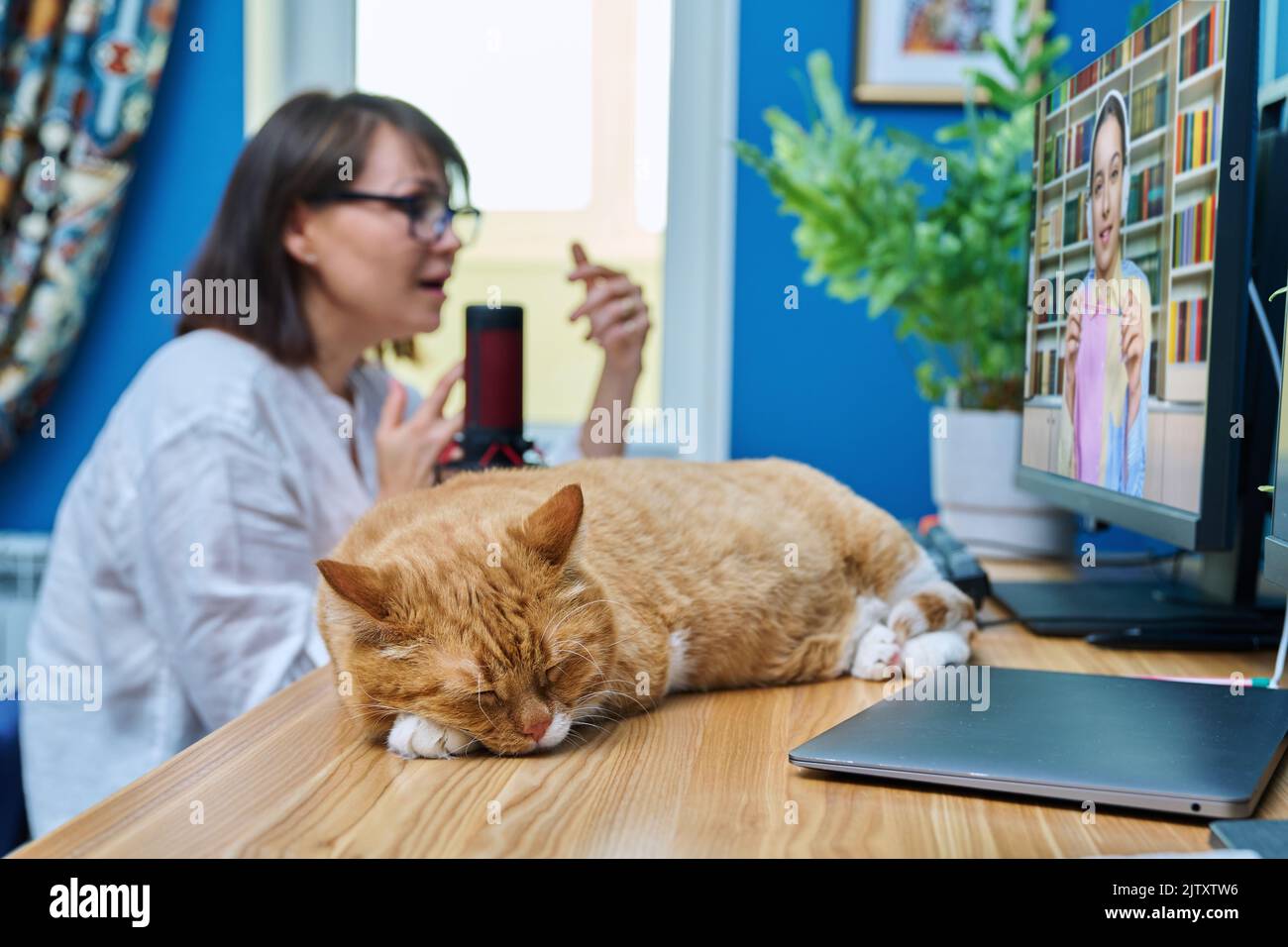 Cat sleeping on desk in home office, woman making video call Stock ...