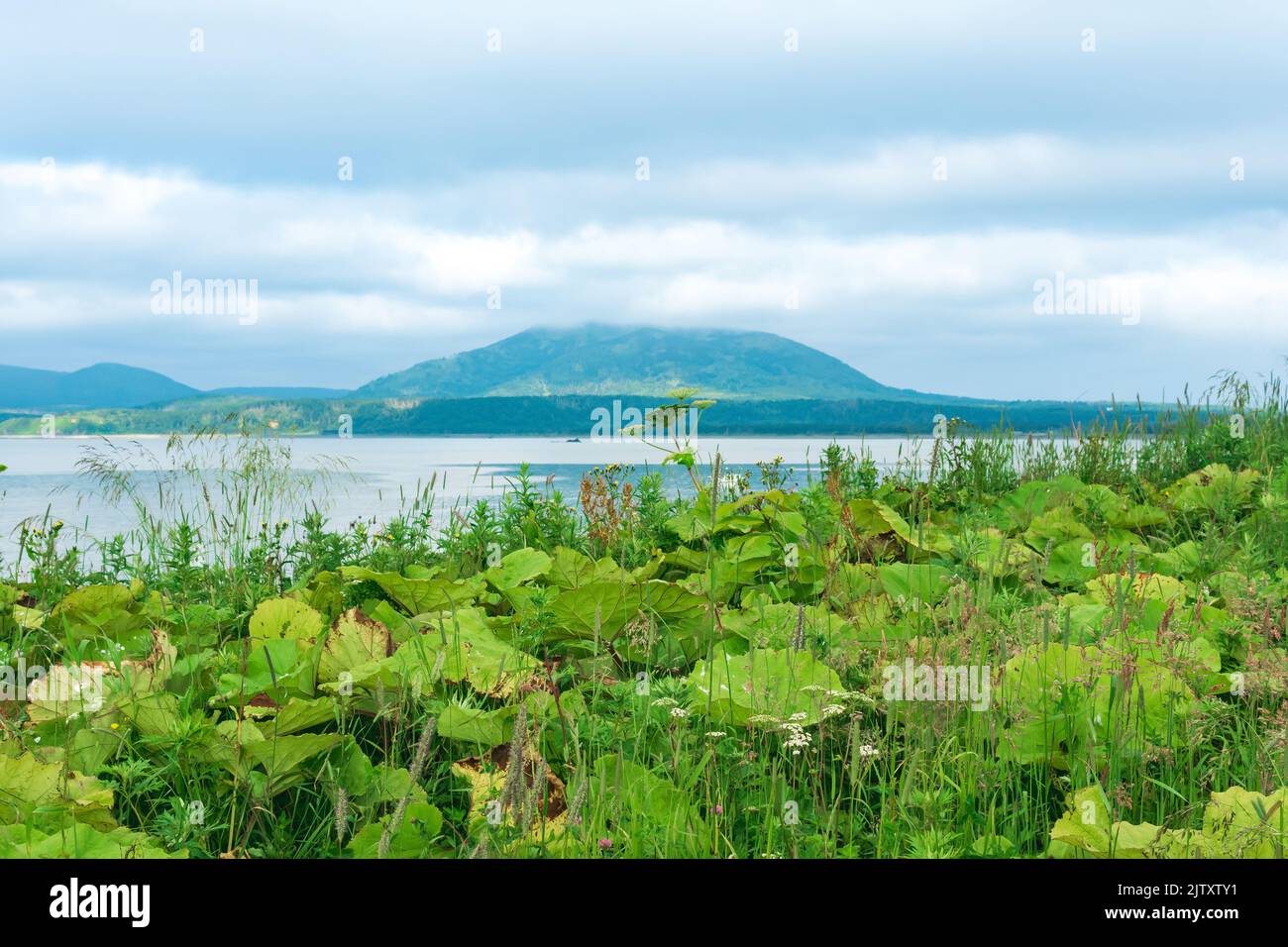 blurred view from a high grassy shore on a sea bay with a volcano on ...