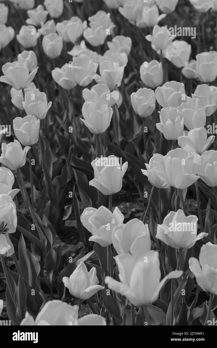 Sunny meadow full of fresh spring tulips and flowers growing in the ...