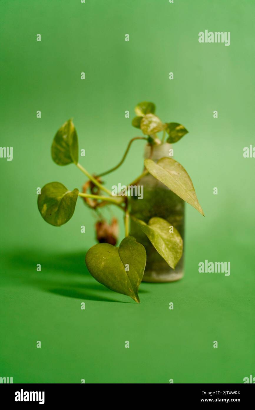 close up dirty vase bottle with plant isolated on green background ...