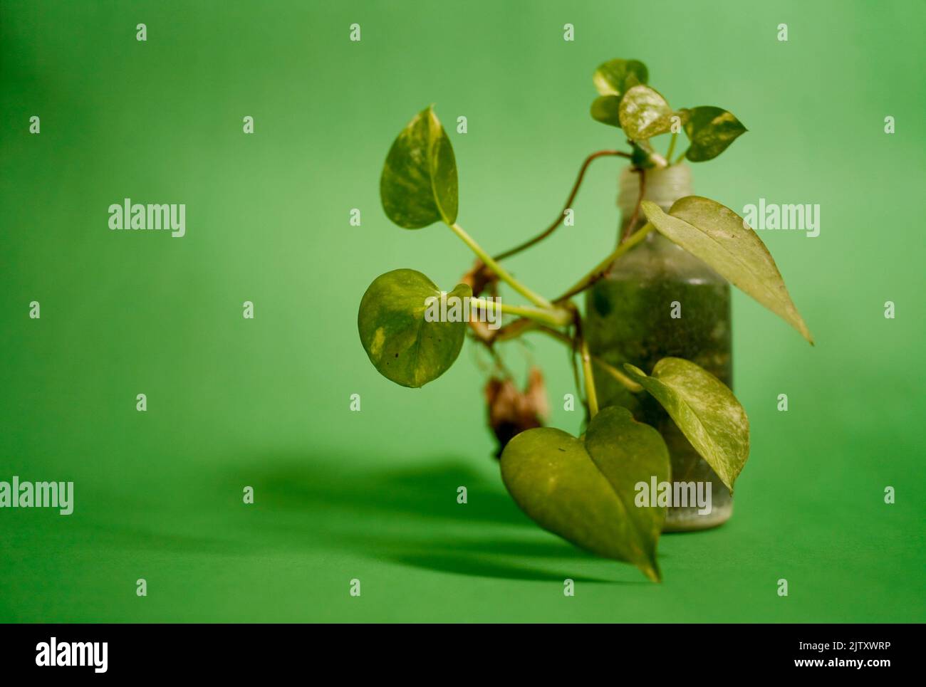 close up dirty vase bottle with plant isolated on green background ...