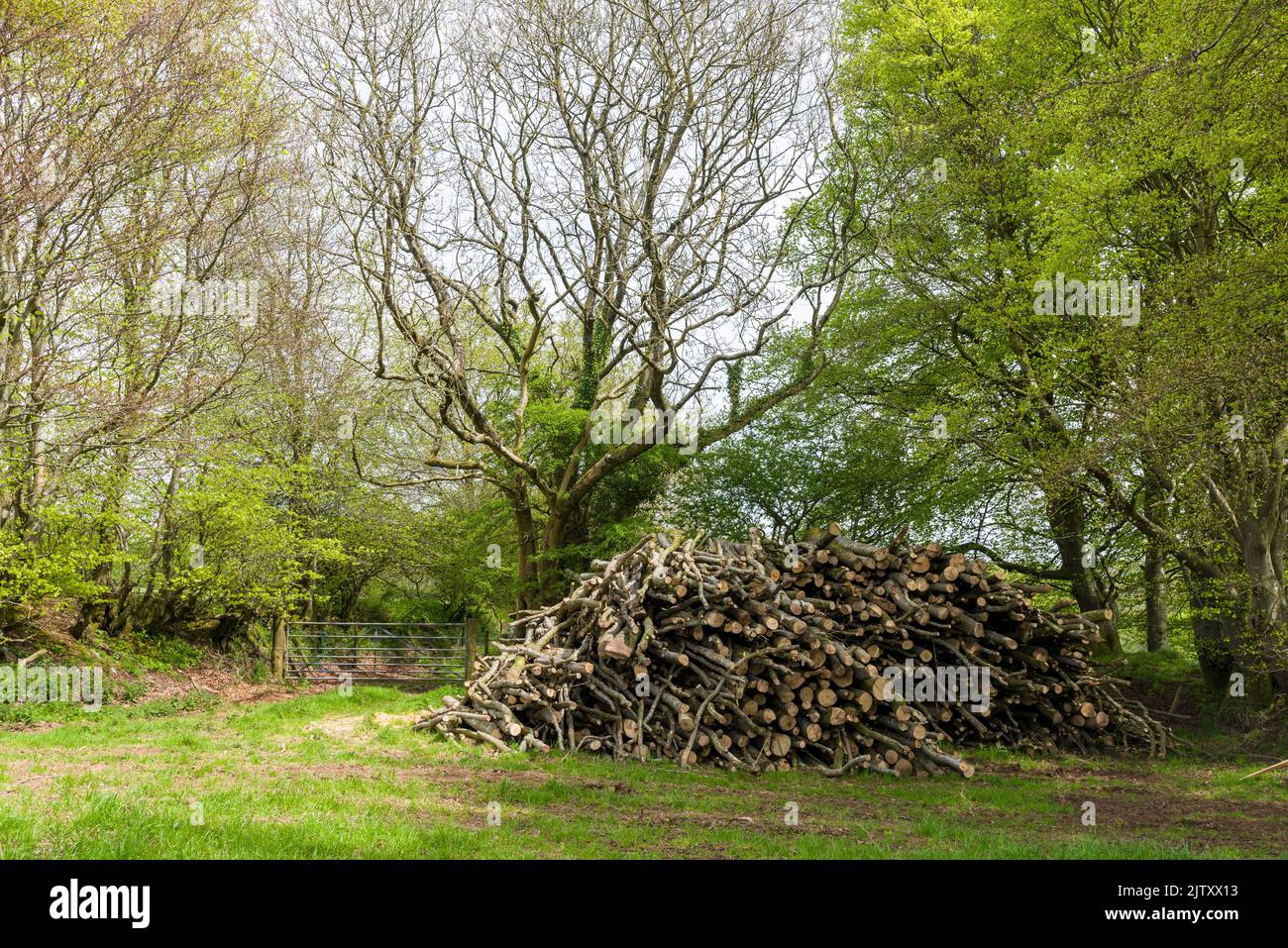 A log pile of freshly cut trees in farmland on the southern slopes of ...