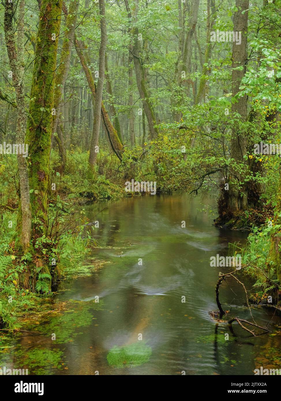 river in a wild deep forest in autumn season in a foggy day Stock Photo ...