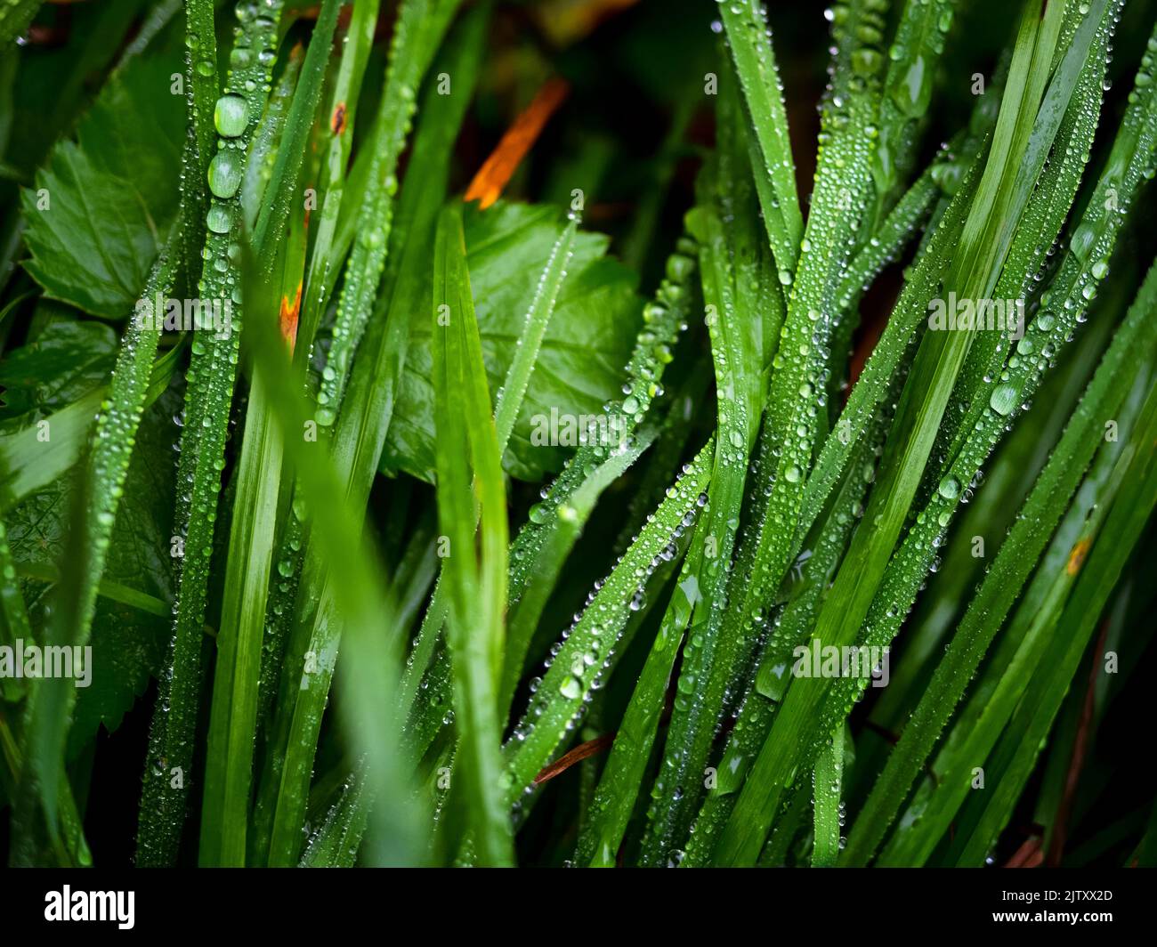 Wet grass land hi-res stock photography and images - Alamy