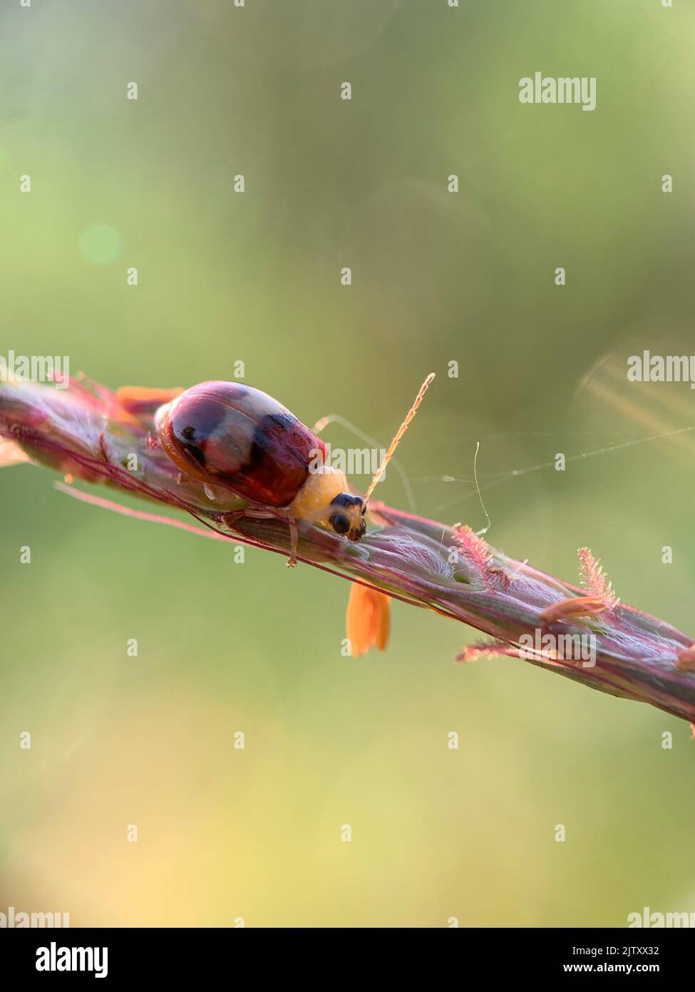 A vertical shot of a ladybug on a plant branch on blurred background ...
