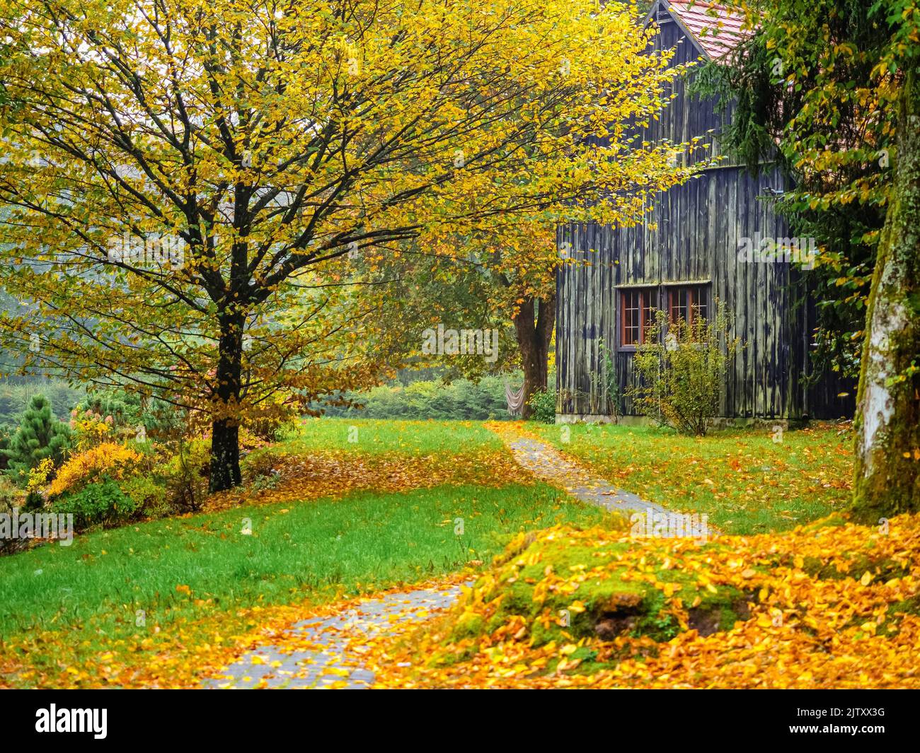 black wooden old hut on a backyard of a countryside farm in autumn ...