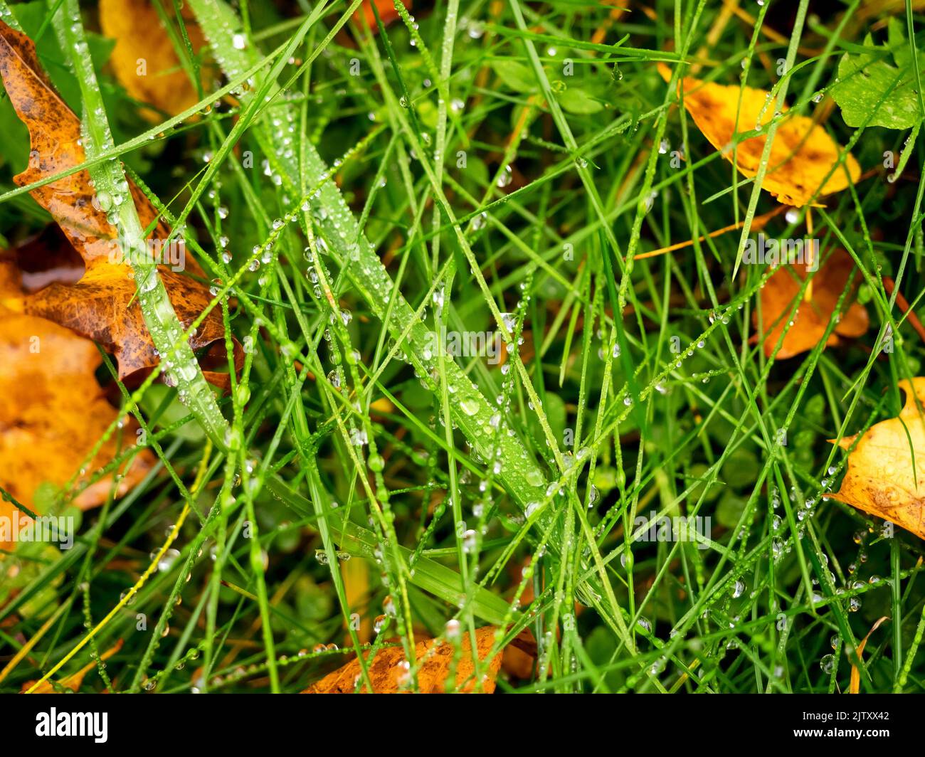 Wet grass land hi-res stock photography and images - Alamy