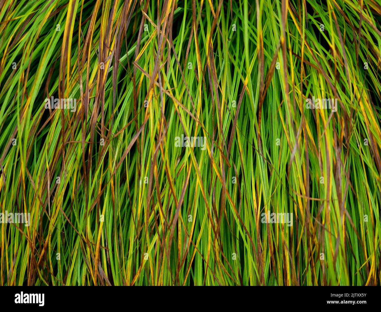 wet fresh green grass covered with water drops or dew, close up photo ...