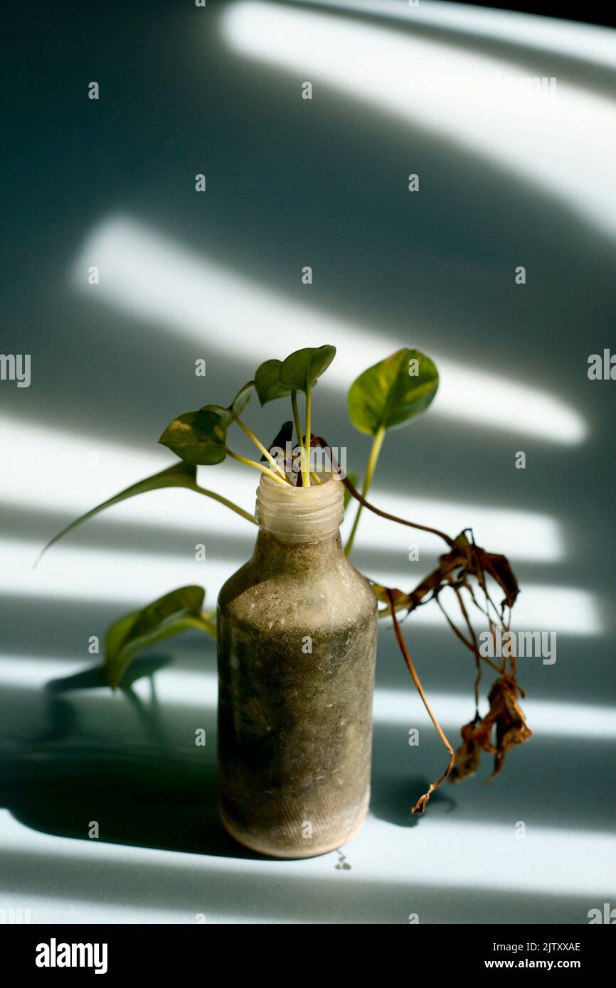 close up dirty vase bottle with dried plant Stock Photo - Alamy