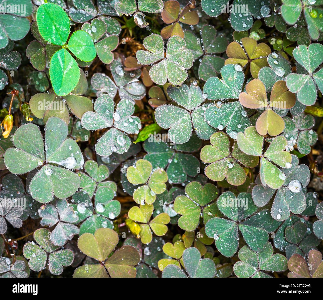 Clover with drops of water pouring down Stock Photo - Alamy