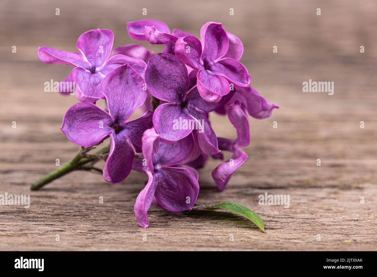Lilac flowers on a wooden background, macro photography Stock Photo - Alamy