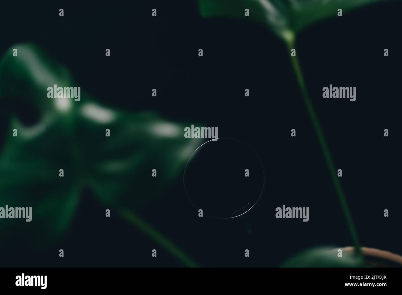 A top view of a tea cup captured through plant leaves Stock Photo - Alamy