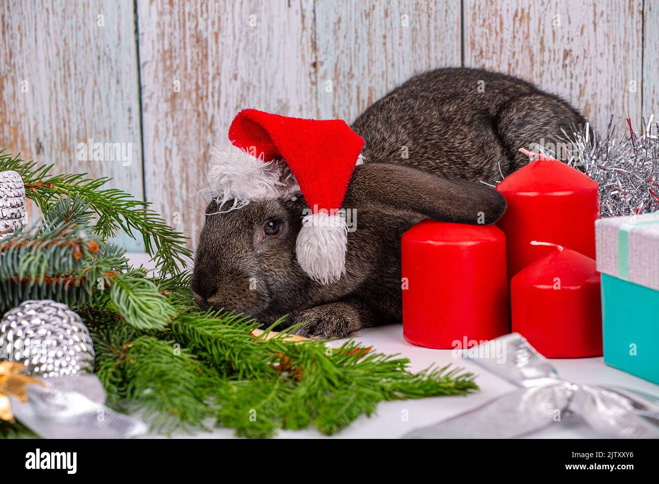 A New Year's rabbit with a Santa hat sits among the branches of a fir ...