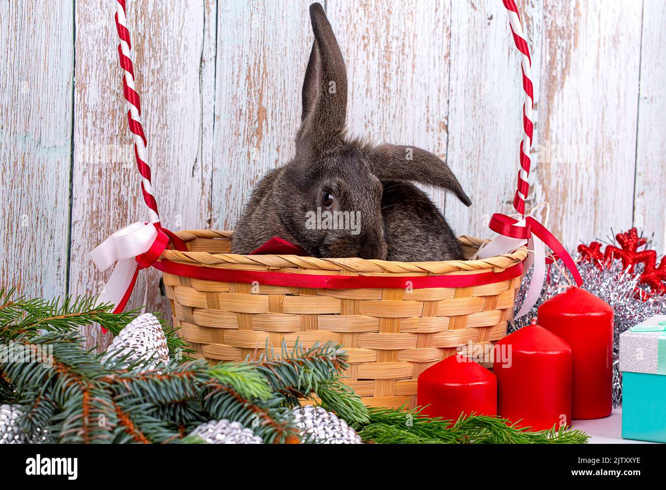 A New Year's rabbit with long ears sits in a basket among the branches ...