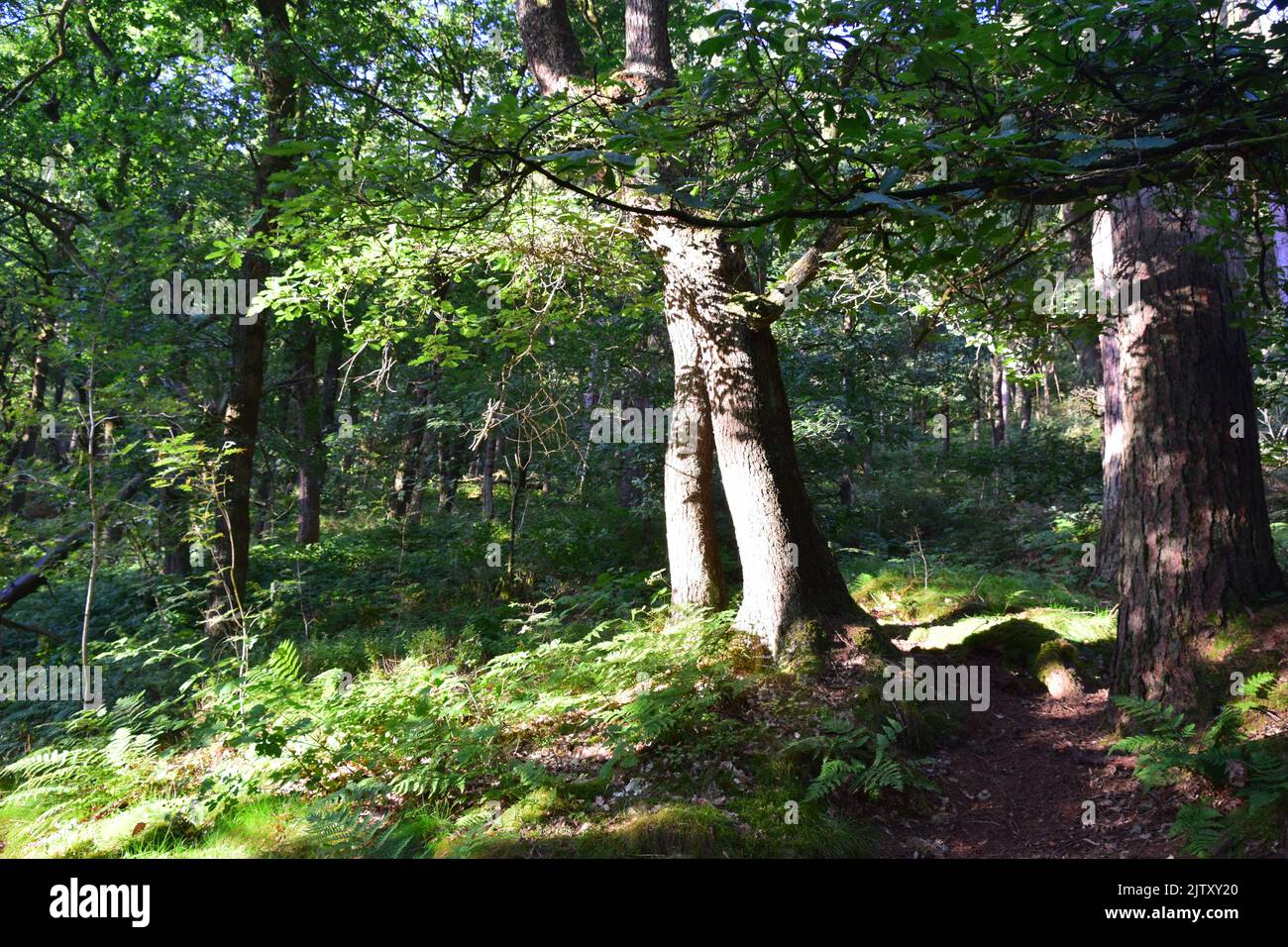 The Roaches and gun moor area of the Staffordshire peak district Stock ...