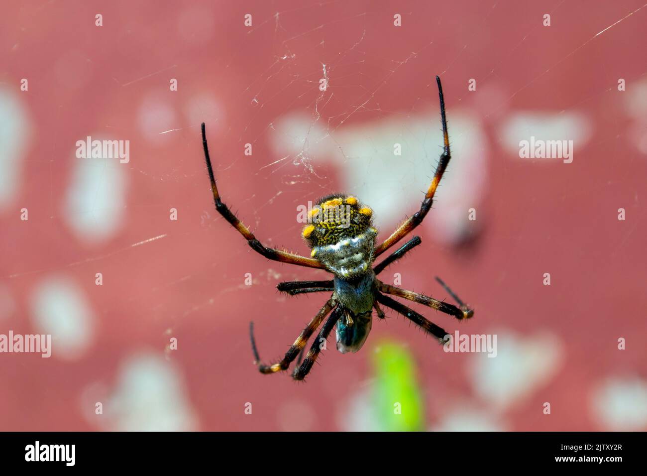 Pink and black striped abdomen hi-res stock photography and images - Alamy