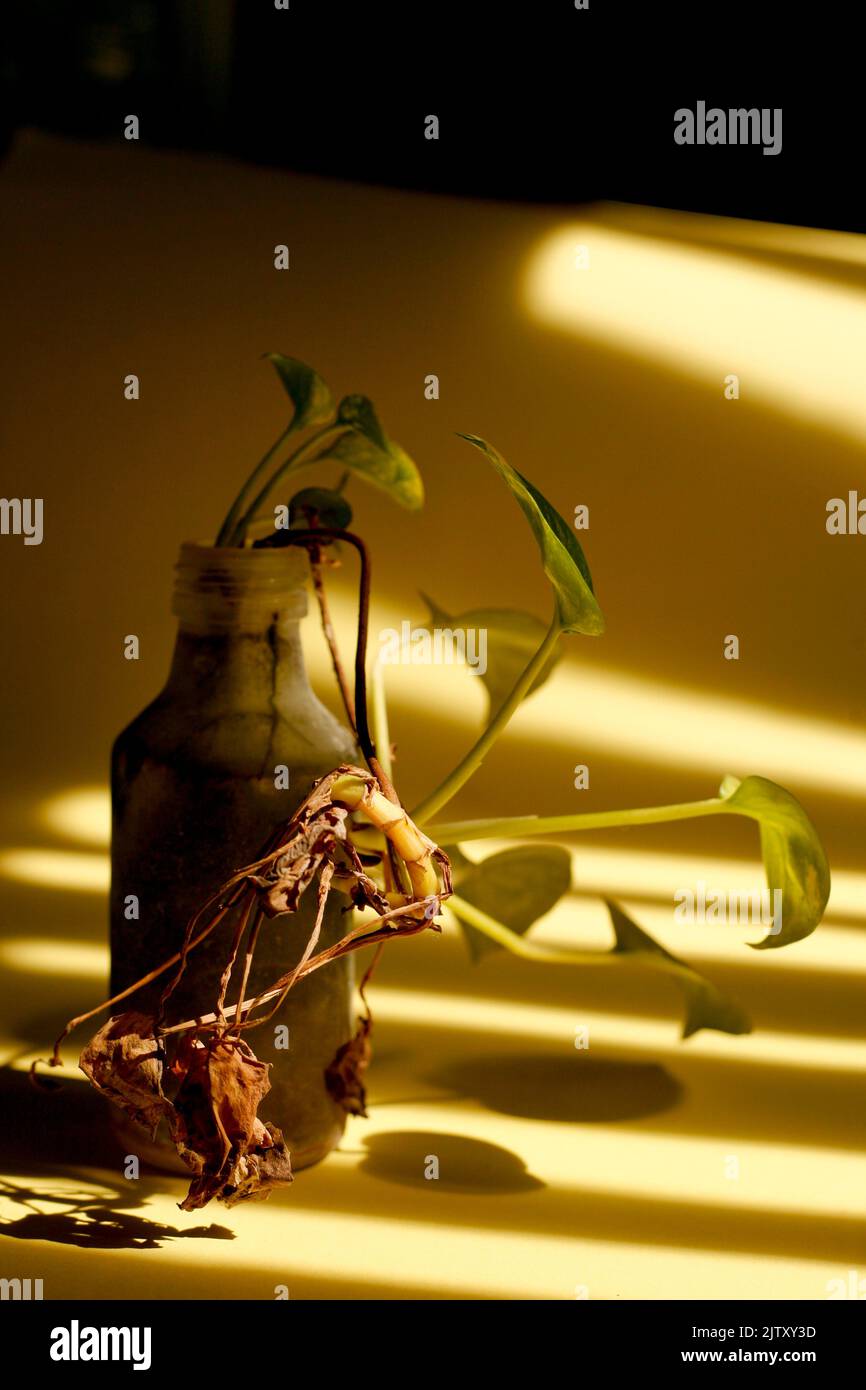 Dirty ecosystem hi-res stock photography and images - Alamy