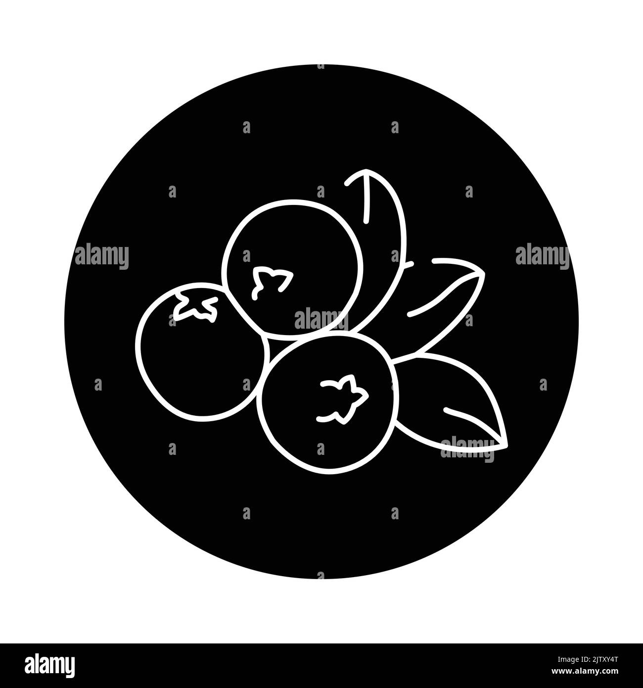 Cowberry botanical illustration Stock Vector Images - Alamy