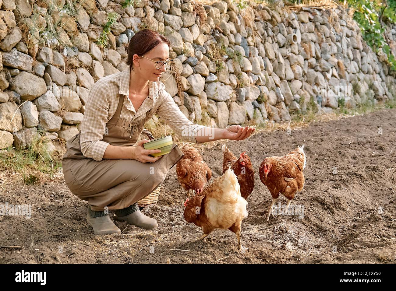 Woman feeding hens from hand in the farm. Free-grazing domestic hen on ...