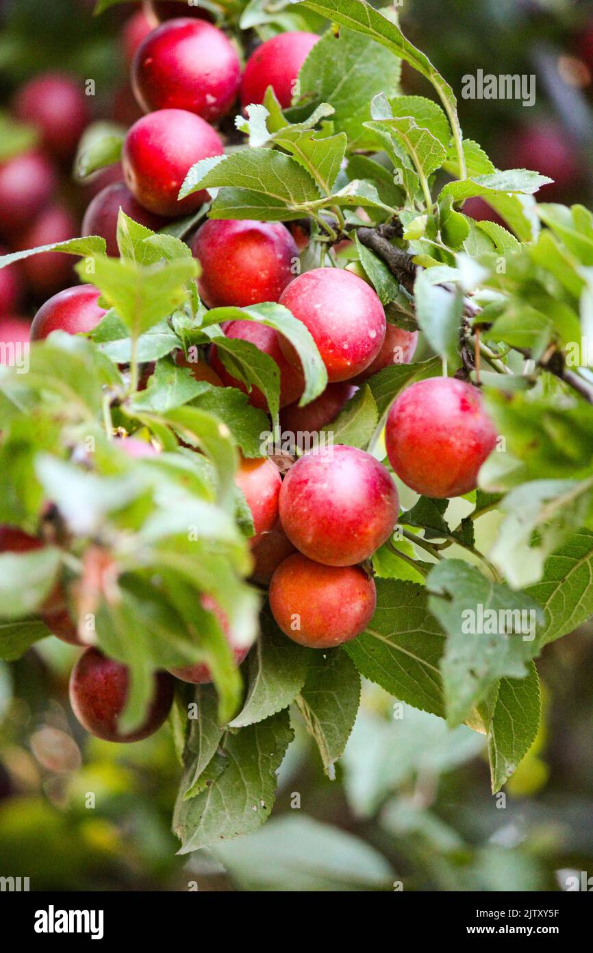 Prunus cerasifera autumn hi-res stock photography and images - Alamy
