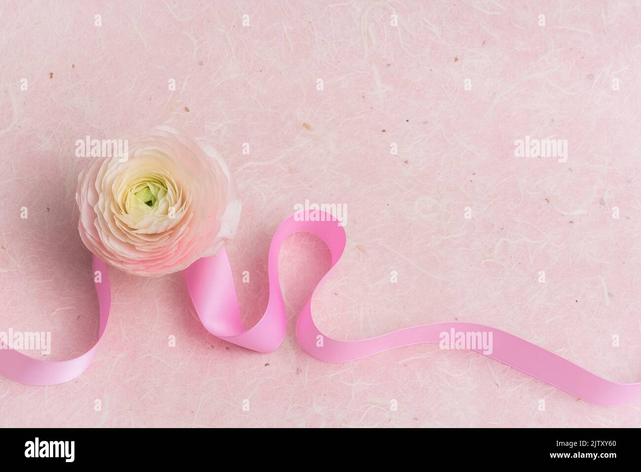 Romantic pink rose put on an vintage paper, with a ribbon Stock Photo ...