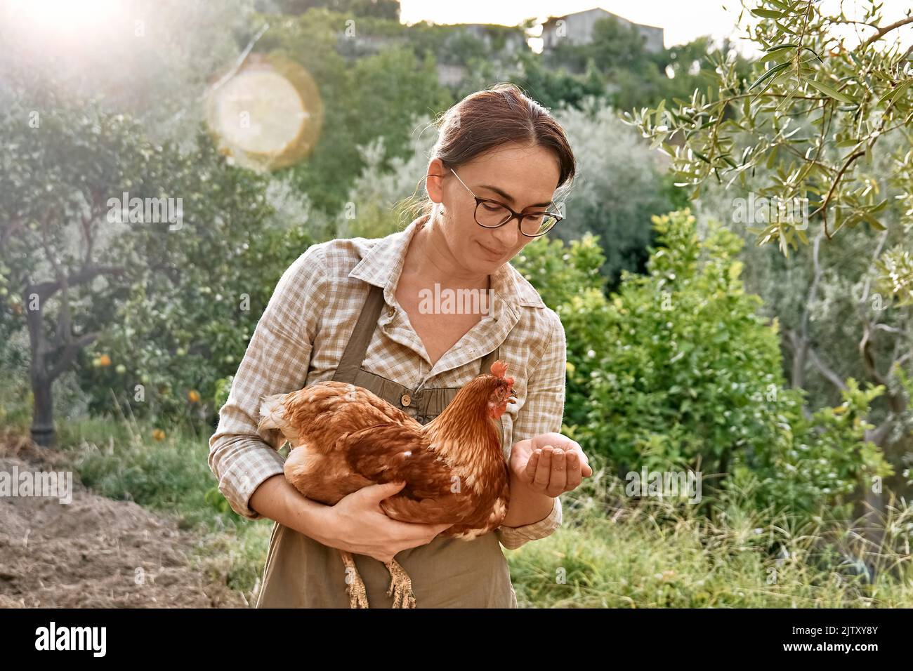 Woman feeding hens from hand in the farm. Free-grazing domestic hen on ...