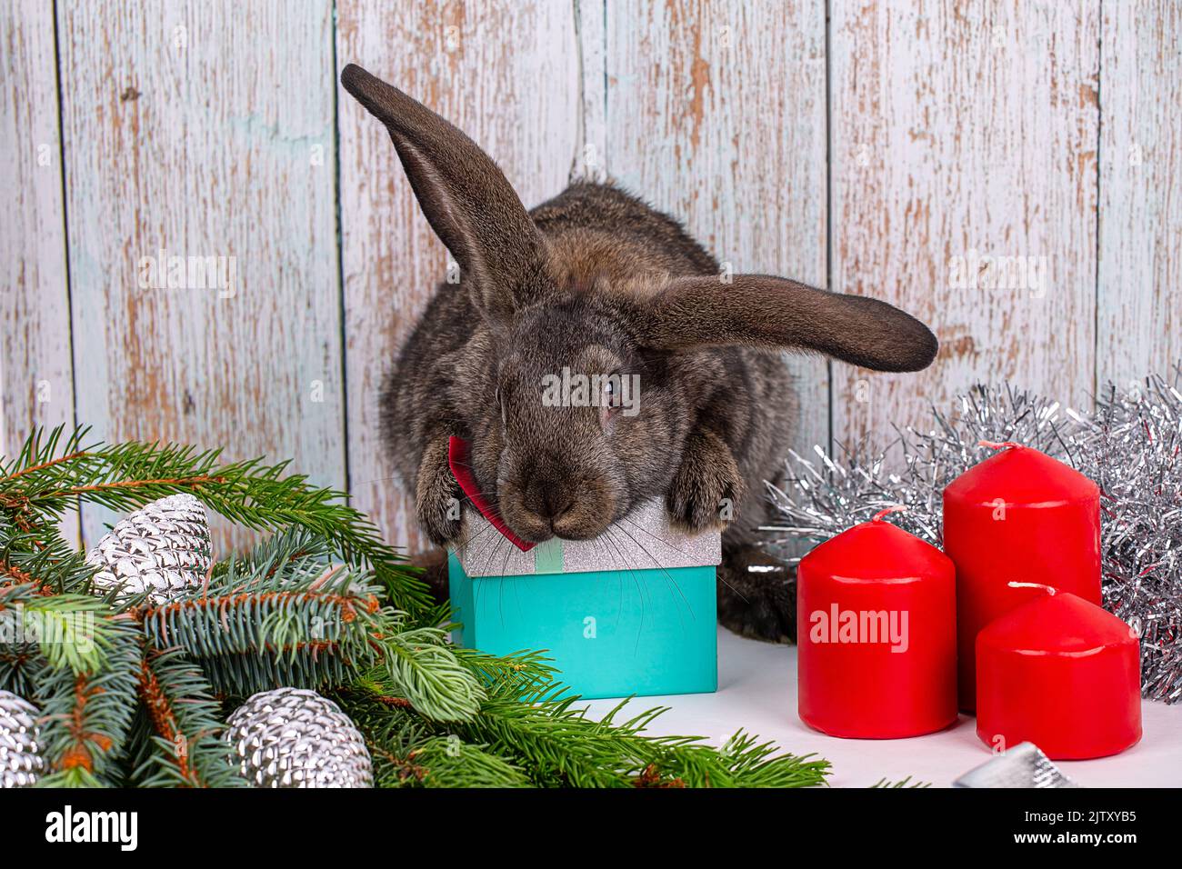 A New Year's rabbit with long ears sits on a gift box among spruce ...