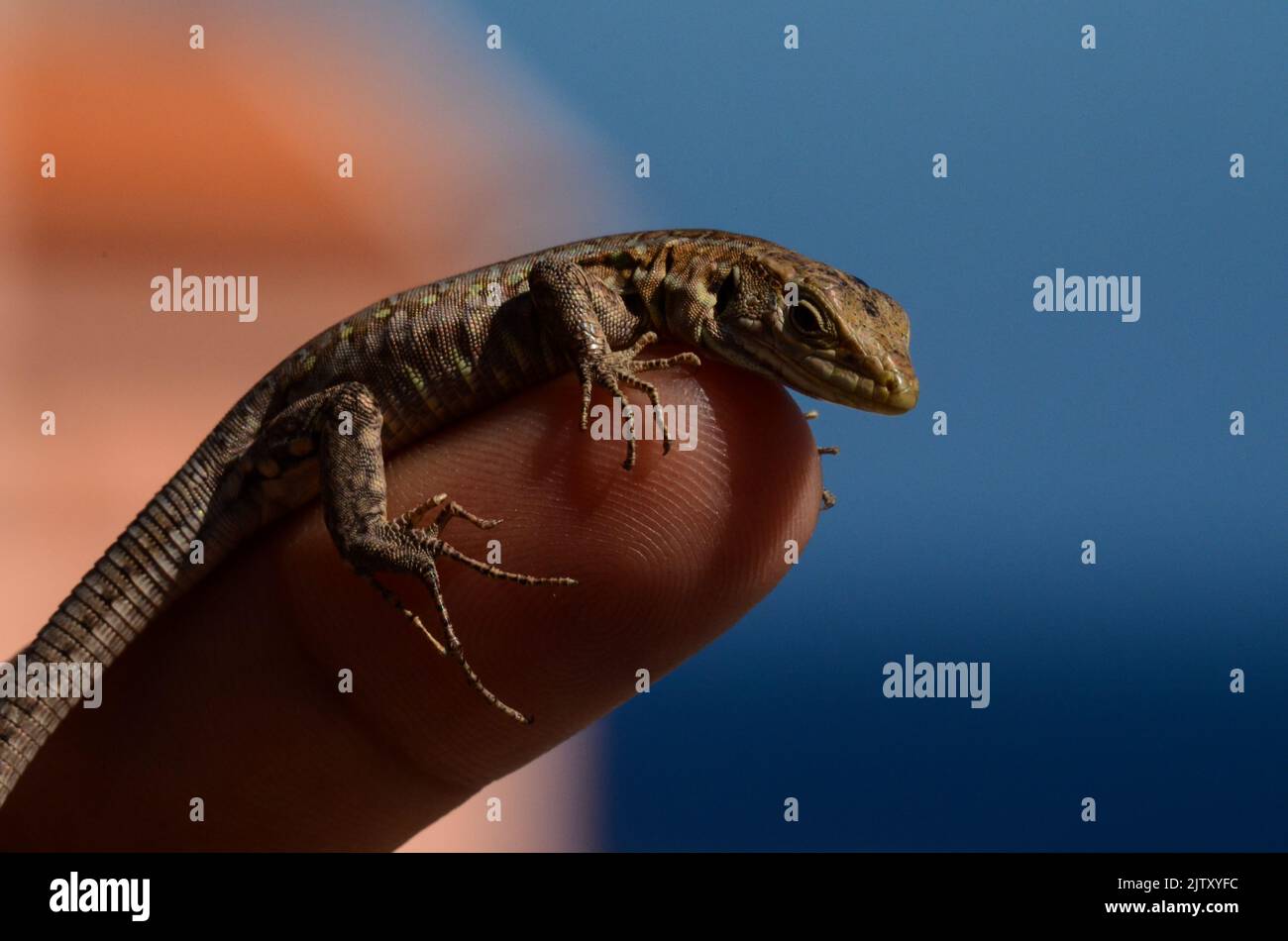 A Closeup Of A Common Lizard Zootoca Vivipara On A Finger Stock Photo
